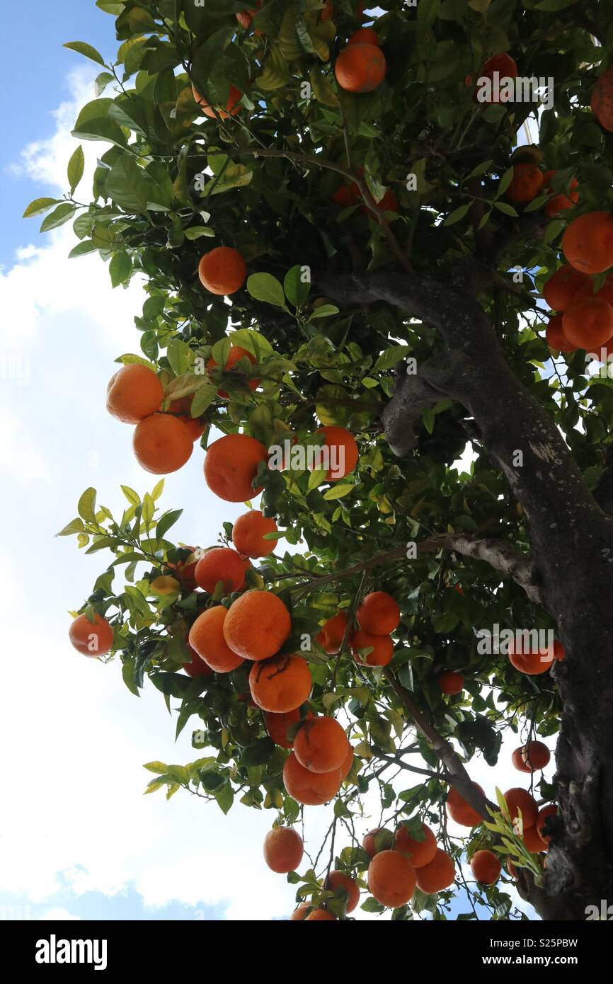 Seville oranges hi-res stock photography and images - Alamy