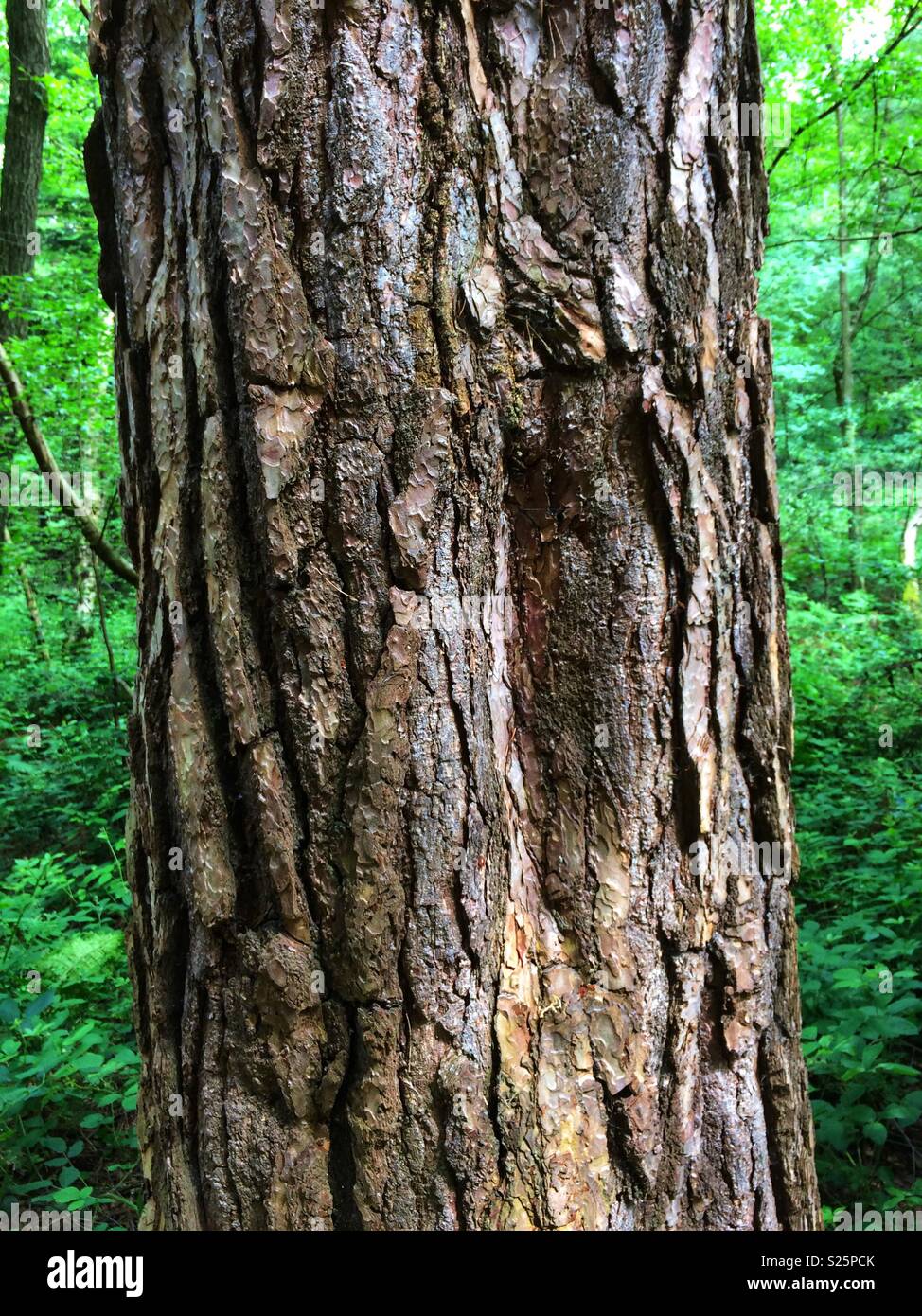 Hollow tree trunk bark hi-res stock photography and images - Alamy