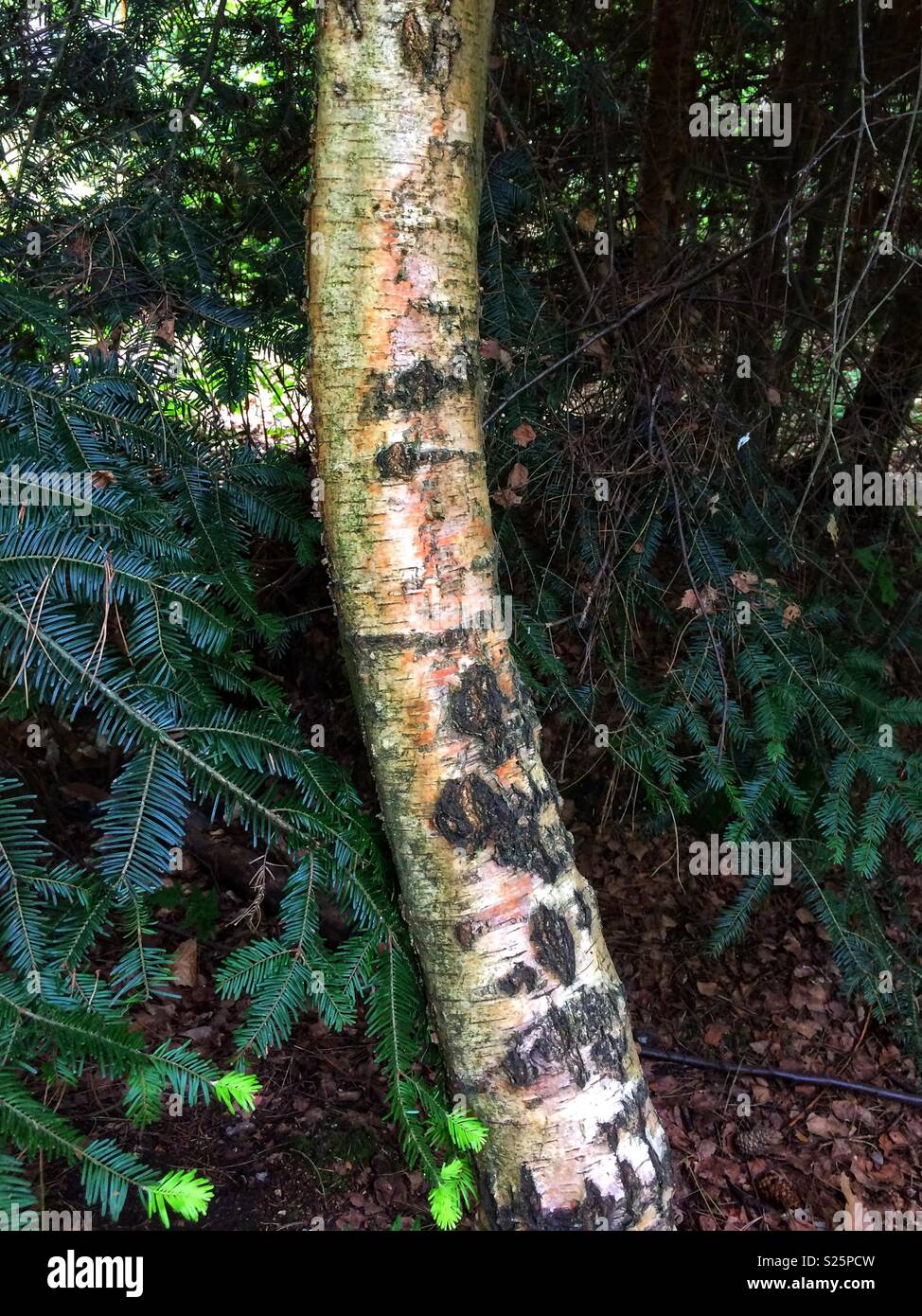 Smooth tree trunk hi-res stock photography and images - Alamy