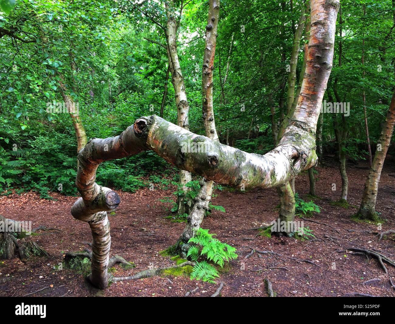 Wonky hi-res stock photography and images - Alamy