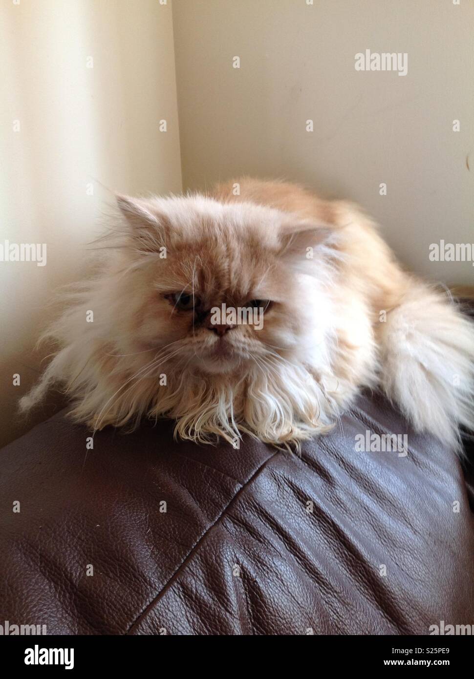 Persian cat ginger hi-res stock photography and images - Alamy