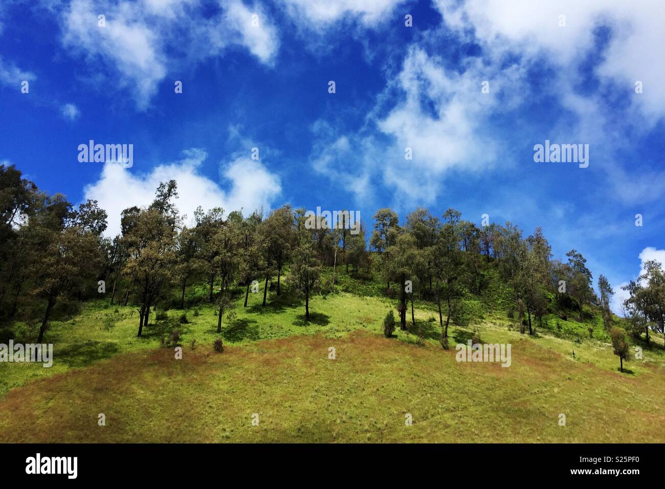Savana trees hi-res stock photography and images - Alamy