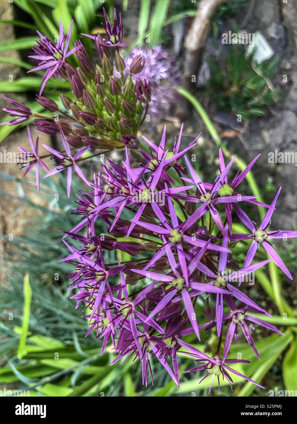 Allium firmament hi-res stock photography and images - Alamy