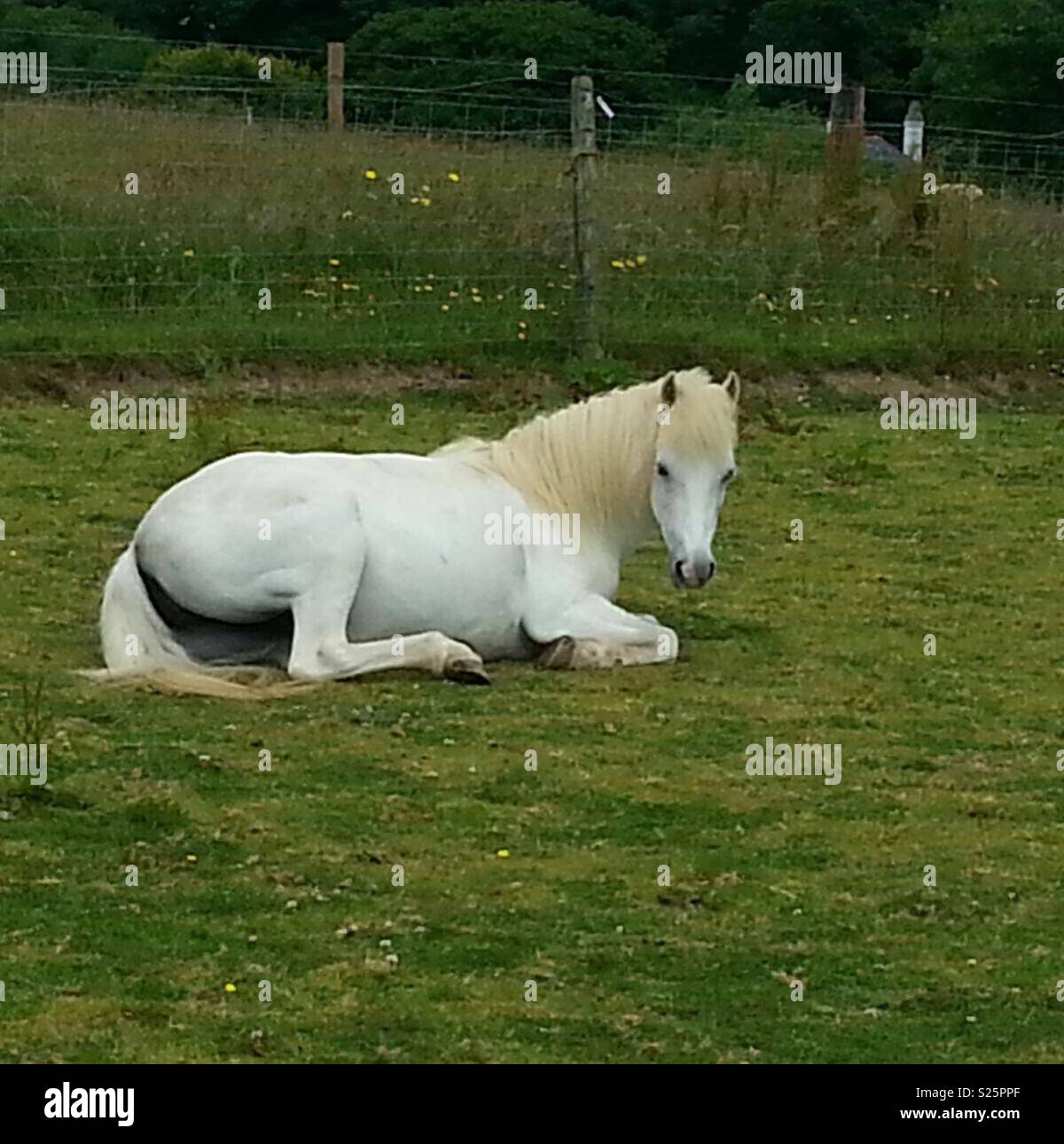 New Forest Pony lying down Stock Photo - Alamy