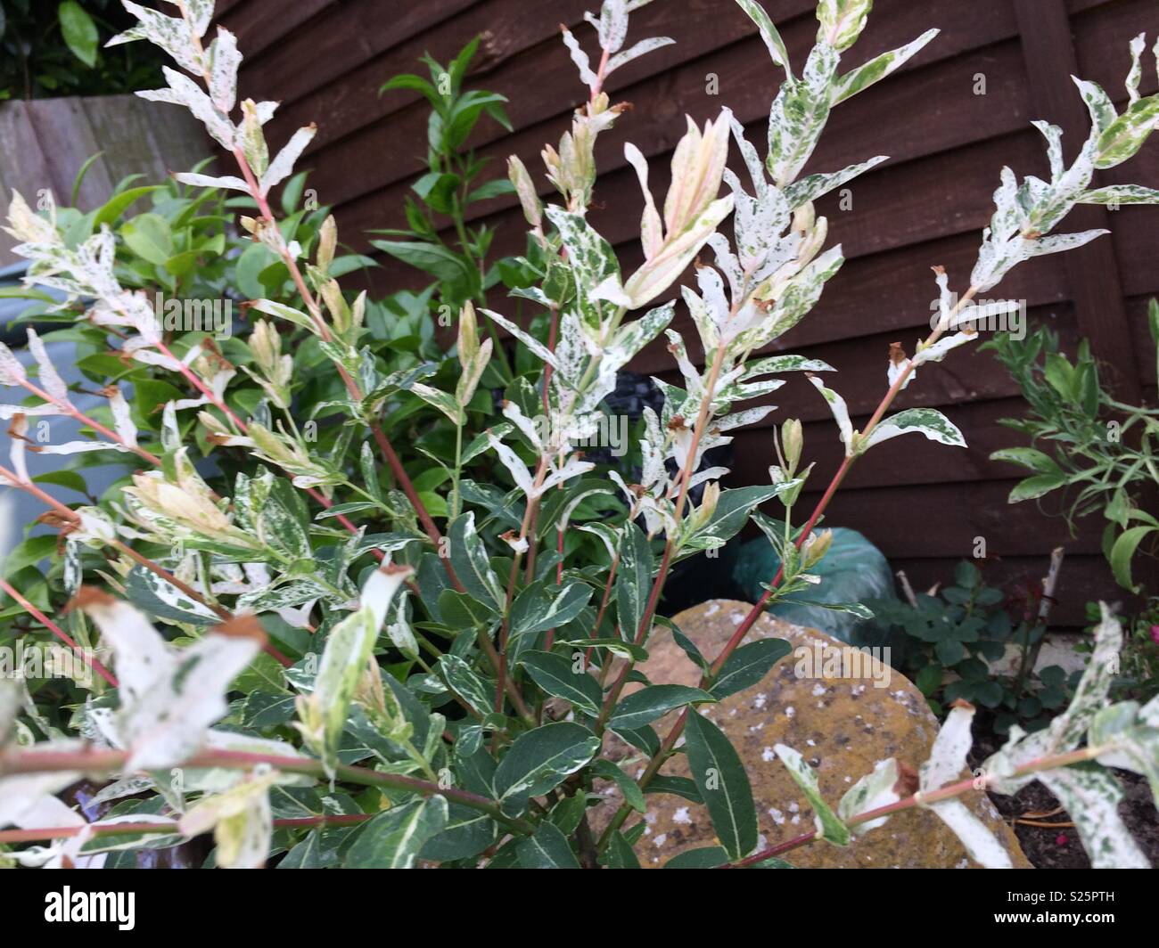Flamingo tree hi-res stock photography and images - Alamy