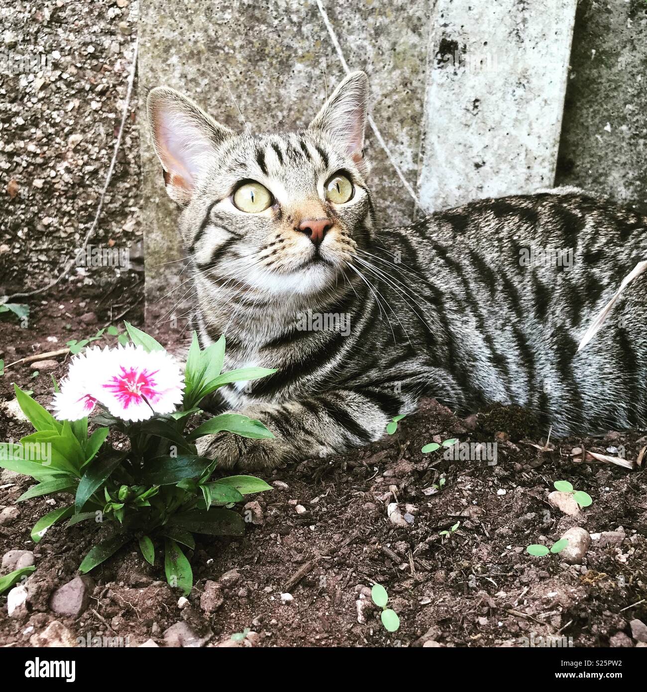 Cat kitten flower hi-res stock photography and images - Alamy