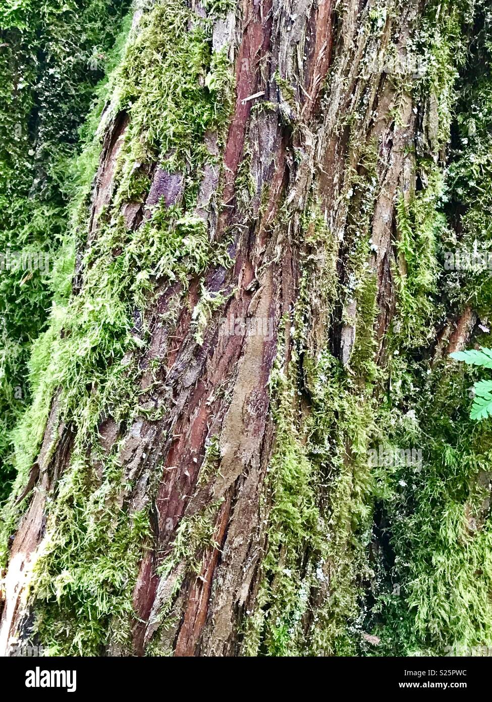 Redwood trunk hi-res stock photography and images - Alamy