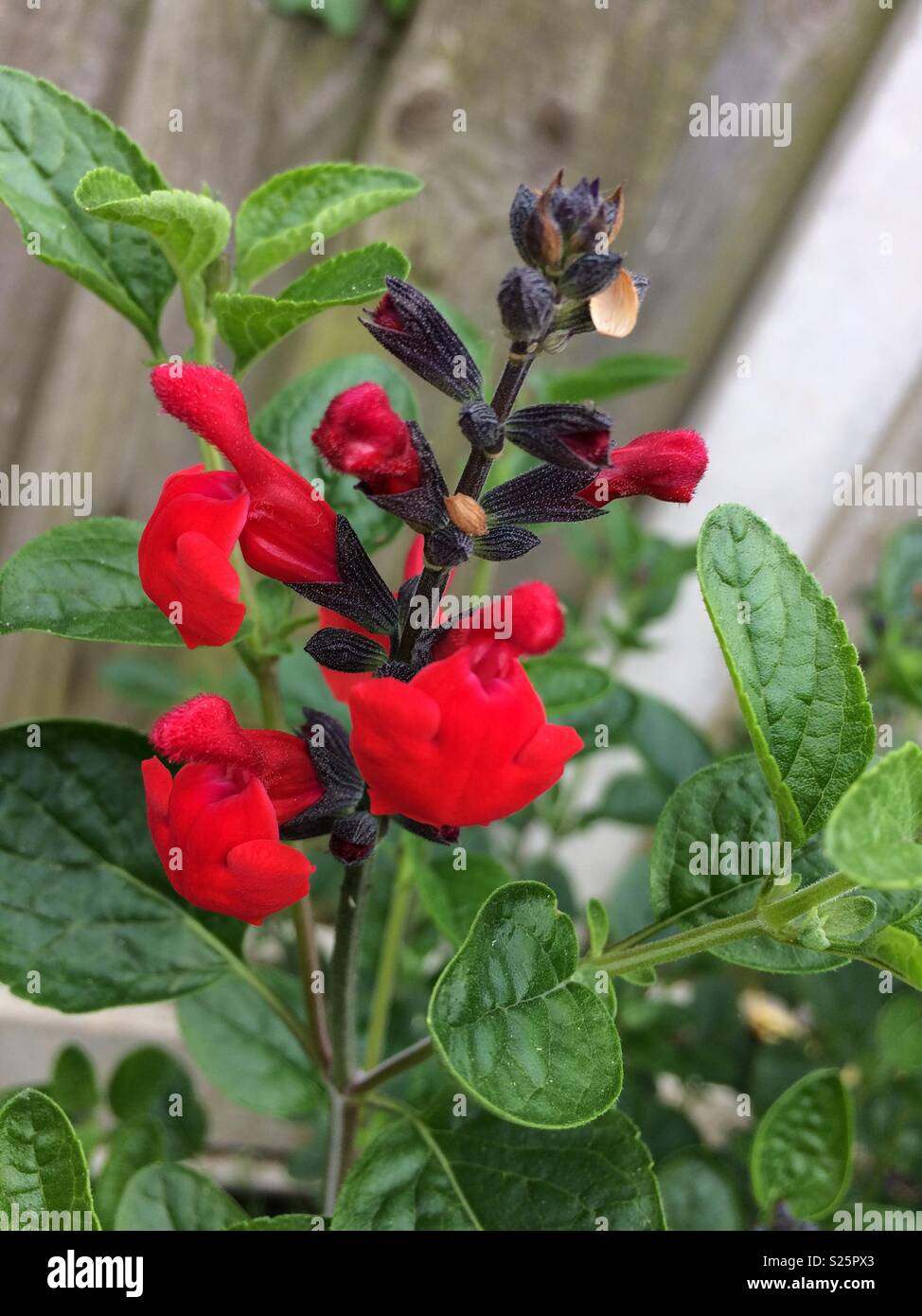 Hot Lips Plant Stock Photo - Alamy