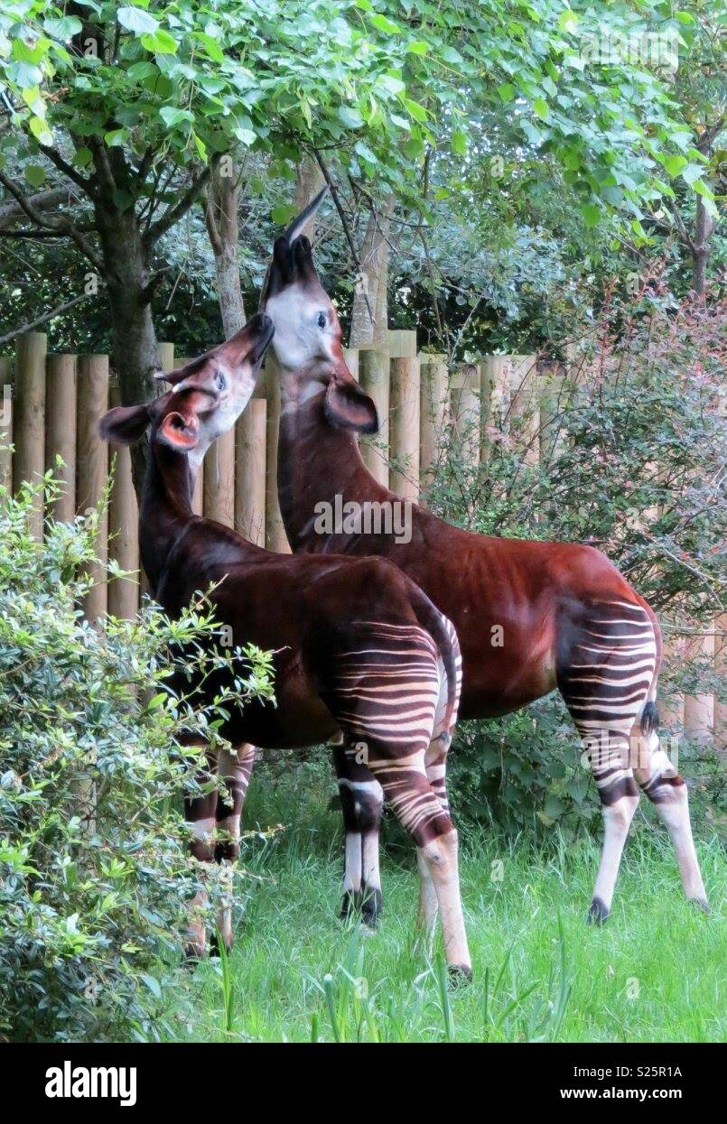 Okapi at Chester zoo Stock Photo - Alamy