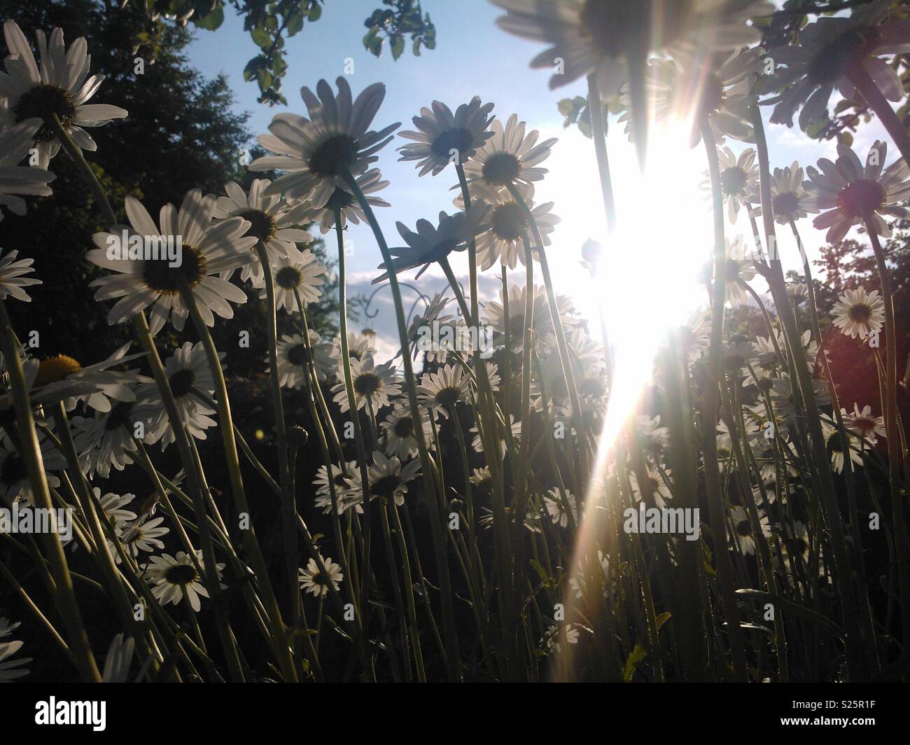 Sunset through flowers Stock Photo - Alamy