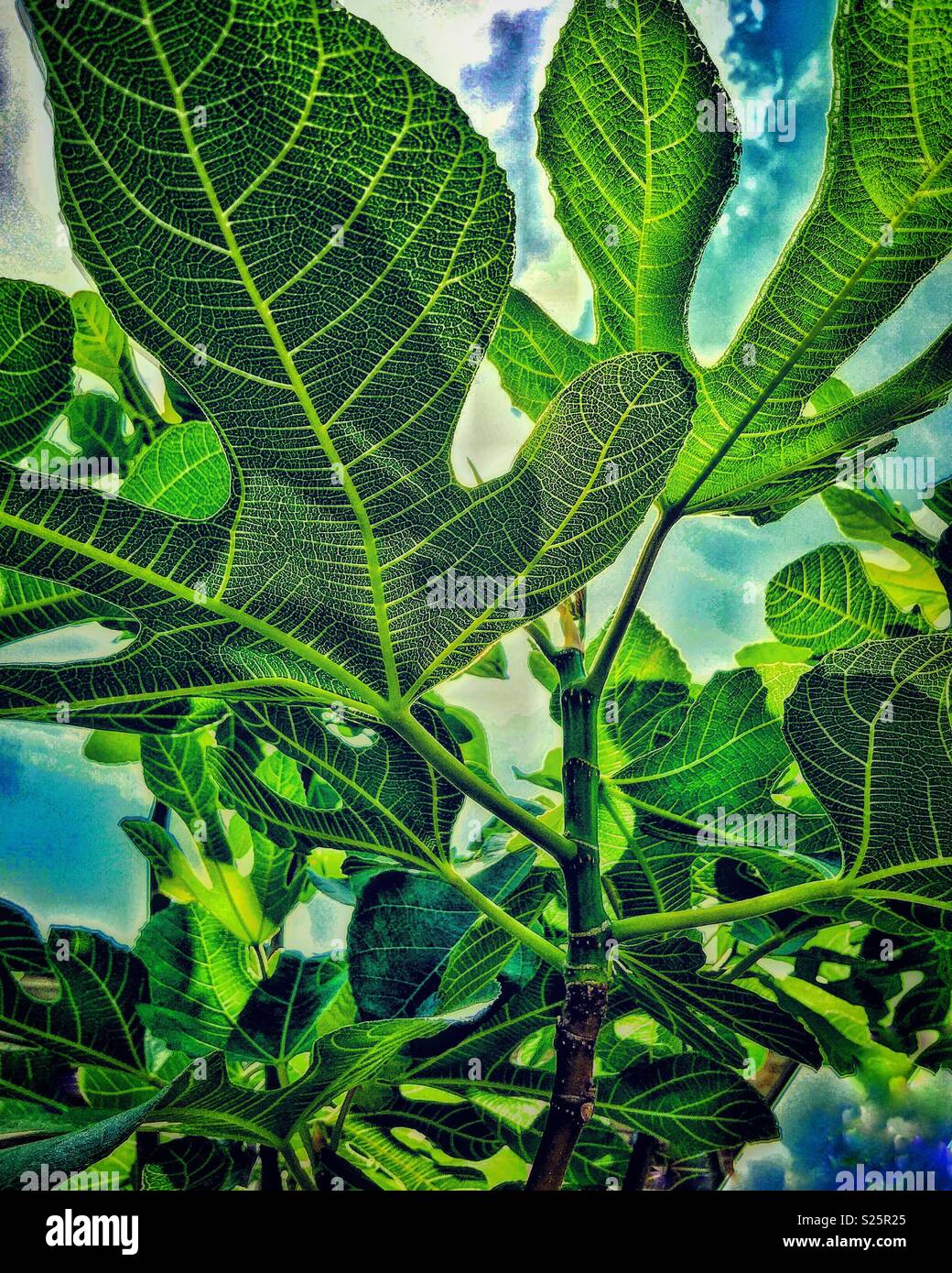 Fig leaves and tree Stock Photo - Alamy
