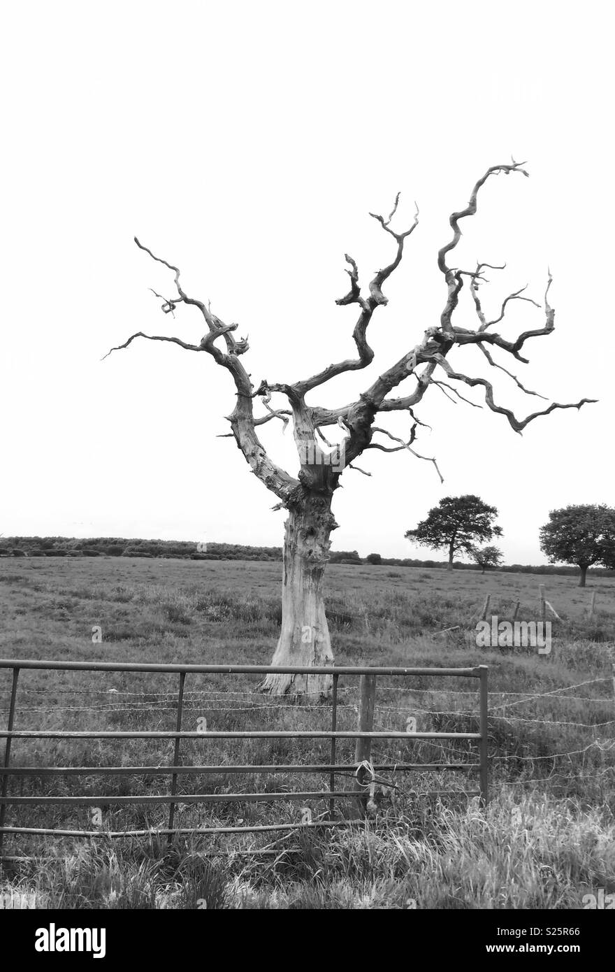 Gnarled old tree Black and White Stock Photos & Images - Alamy
