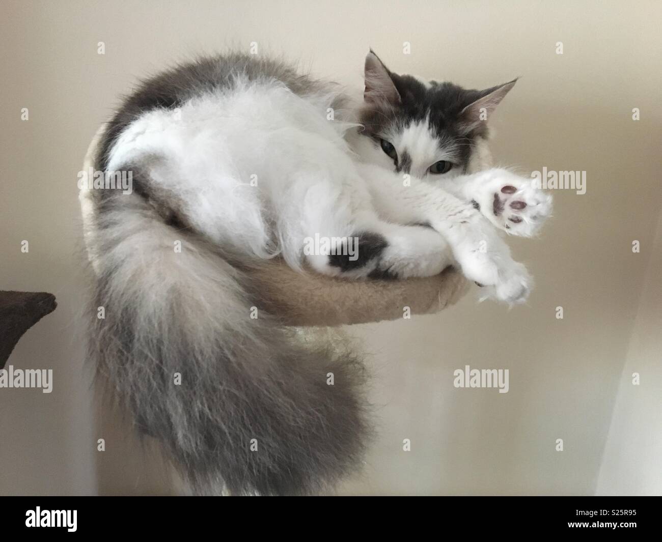 Chilled Cat High Resolution Stock Photography and Images - Alamy