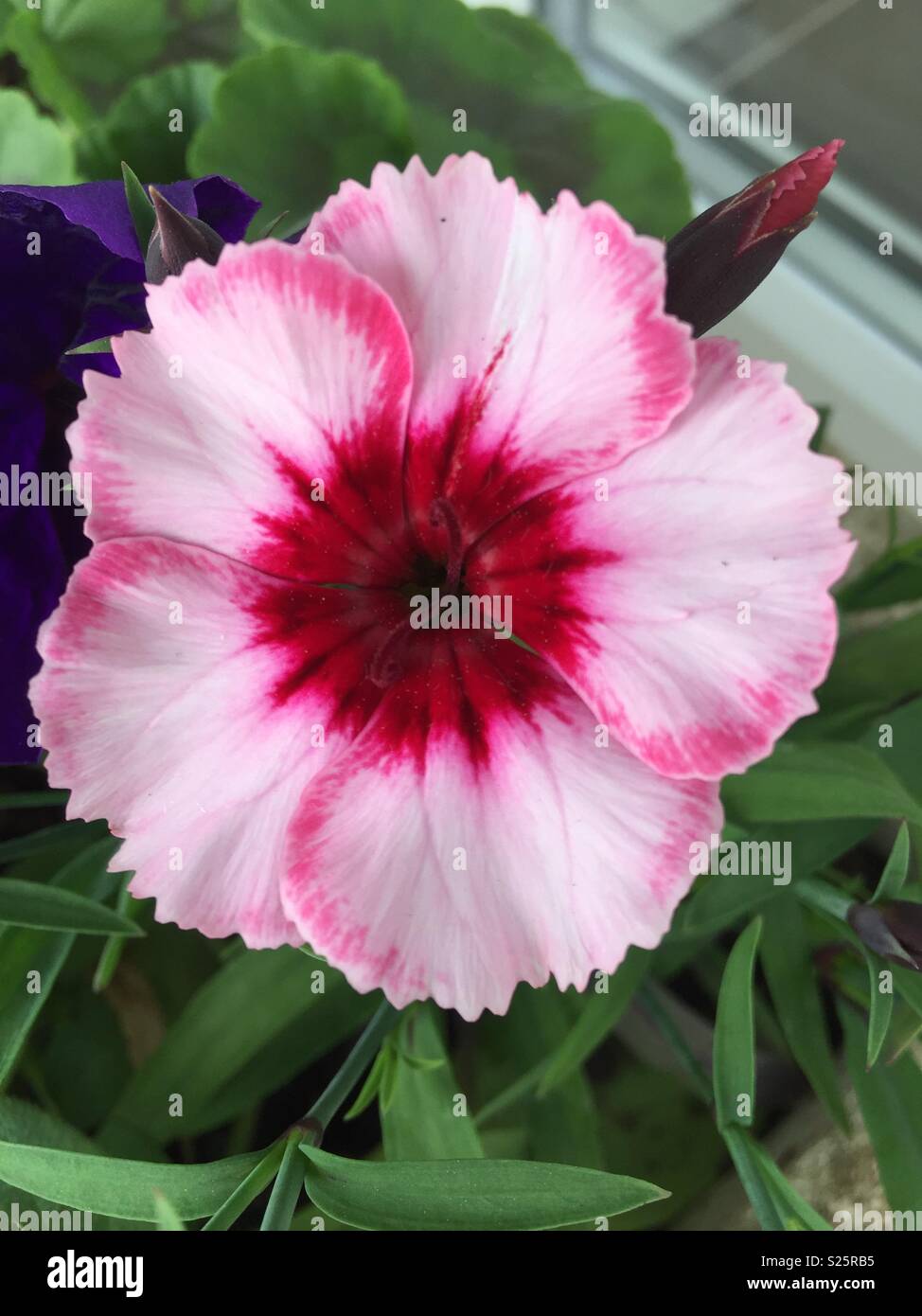 Pretty pink flower hi-res stock photography and images - Alamy