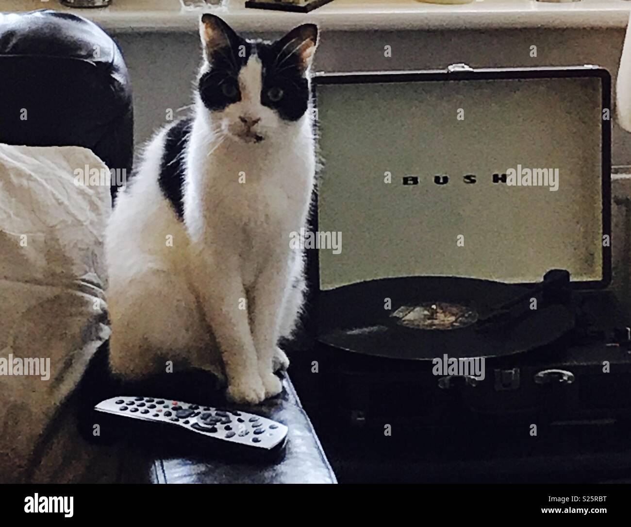 Kevin the cat loves his record player Stock Photo - Alamy