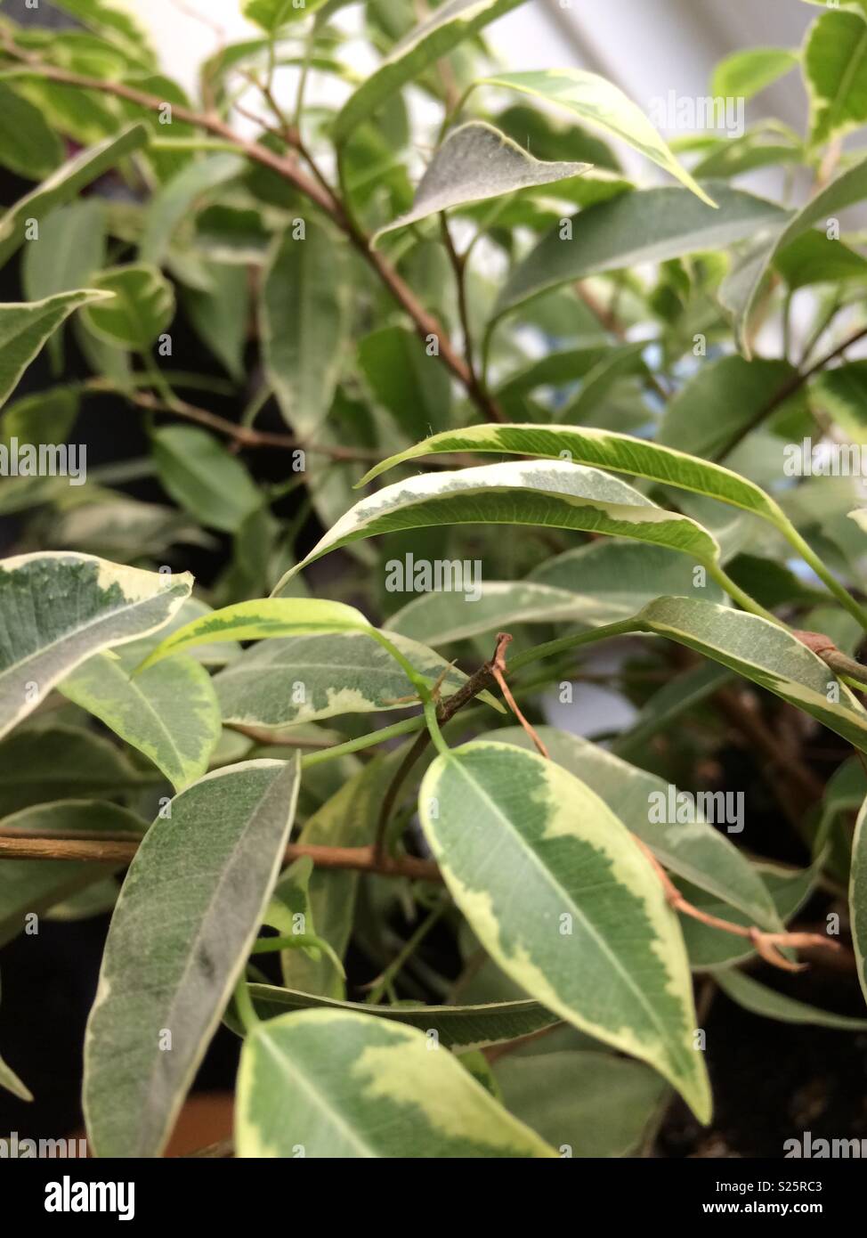 White fig hi-res stock photography and images - Alamy