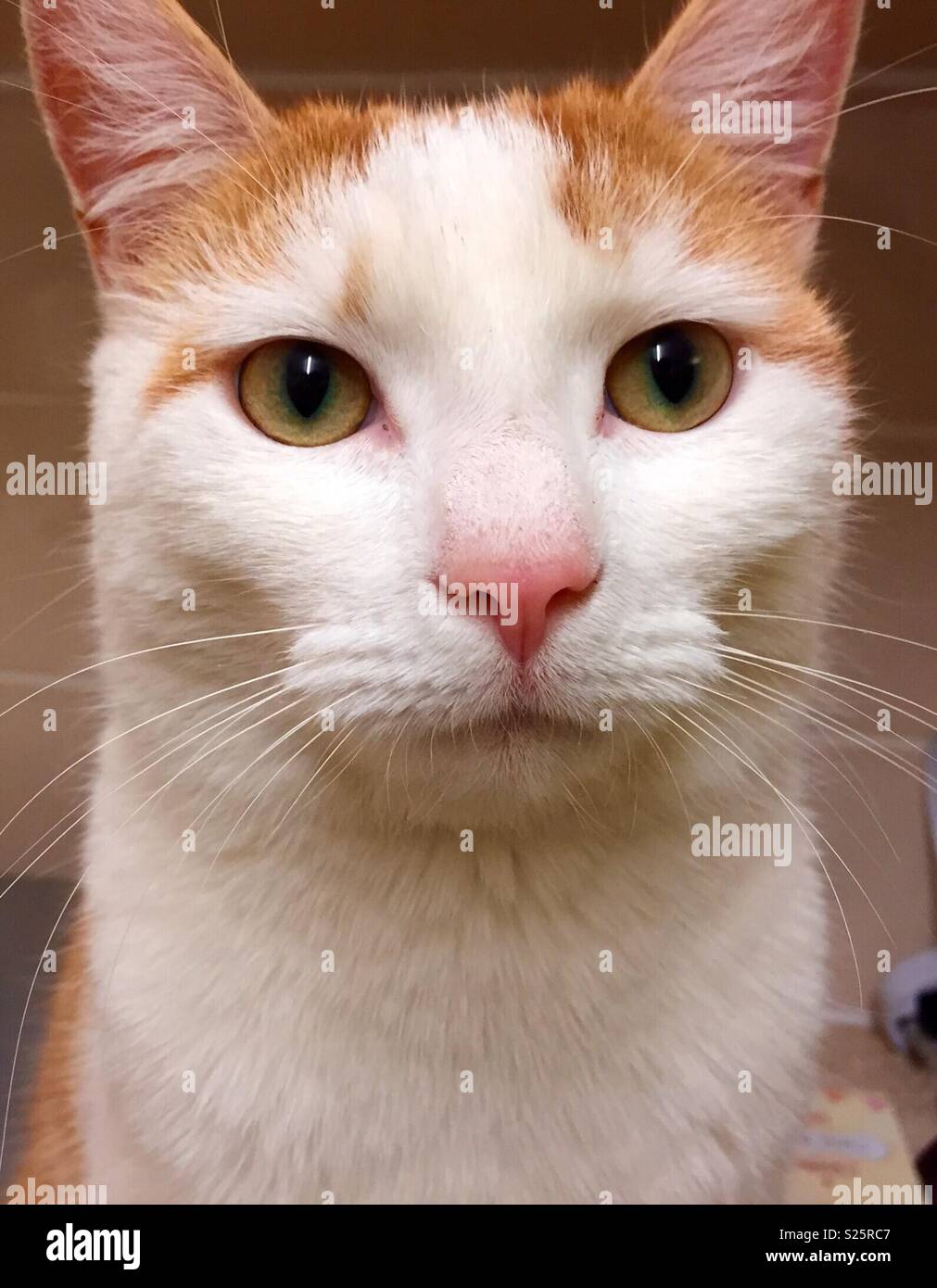 Colin the cat has attitude Stock Photo - Alamy