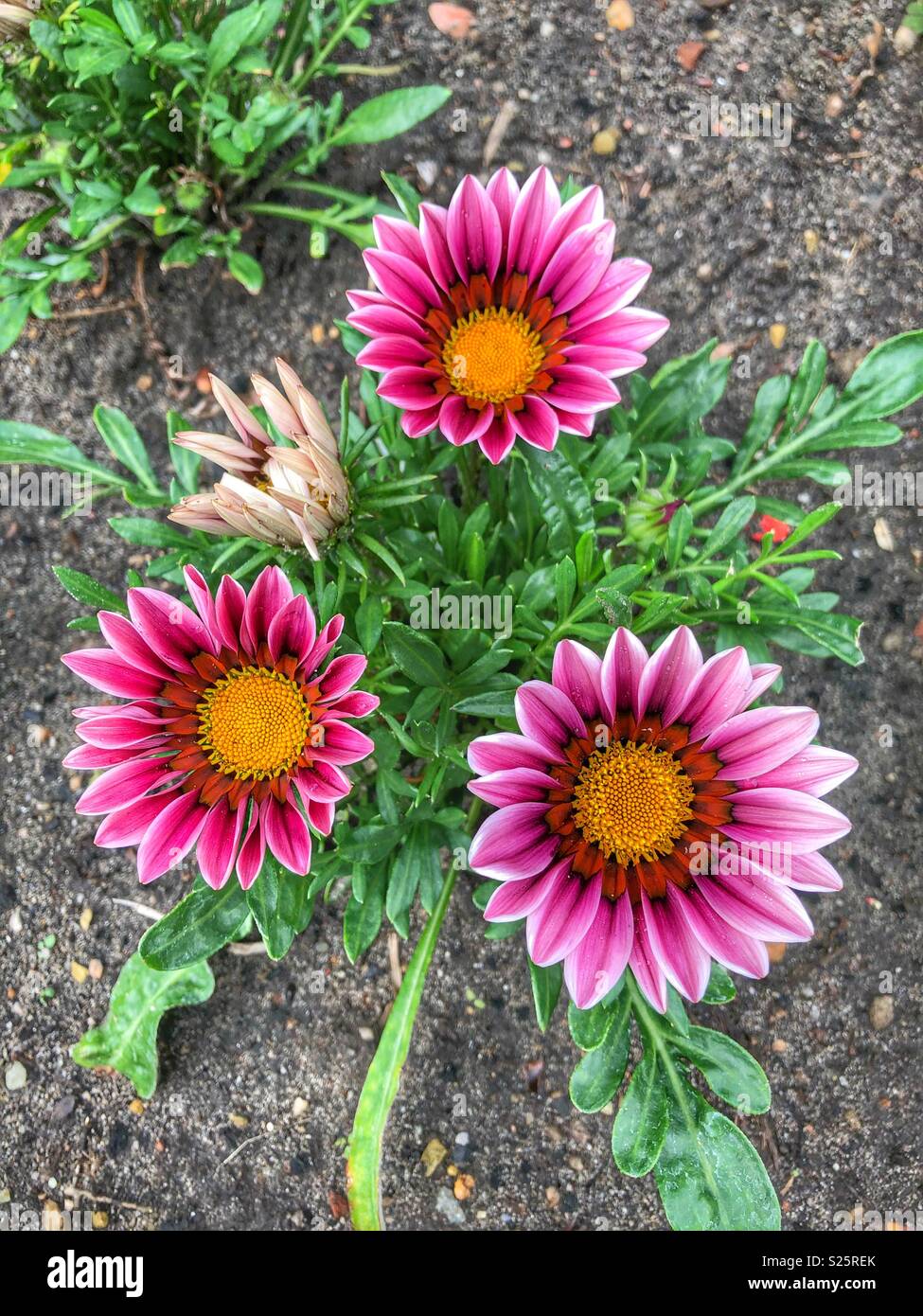 Beautiful floral triplets Stock Photo - Alamy