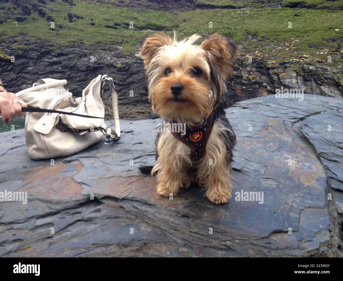 Barney the dog hi-res stock photography and images - Alamy