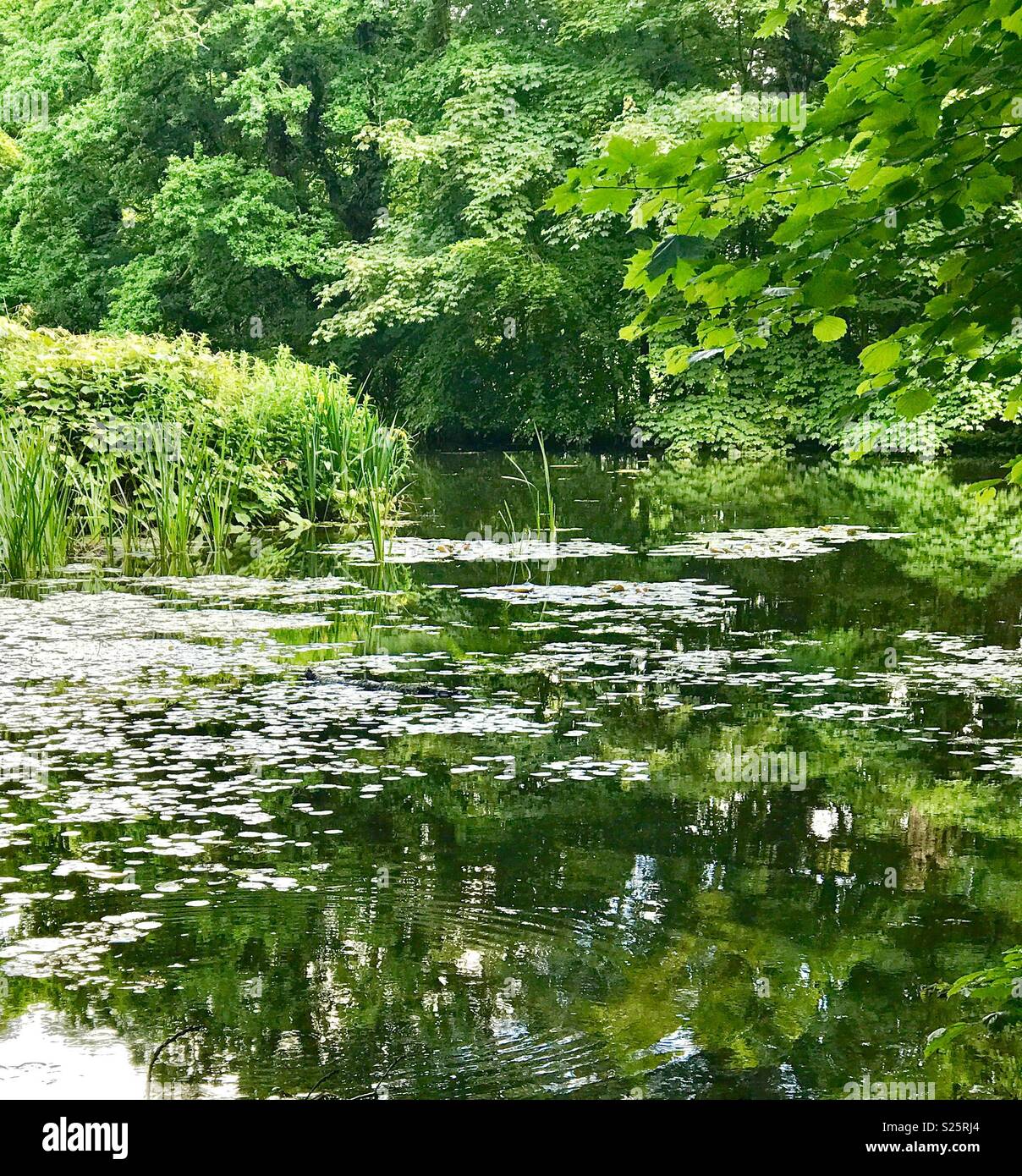 Wayford Wood, Somerset Stock Photo - Alamy