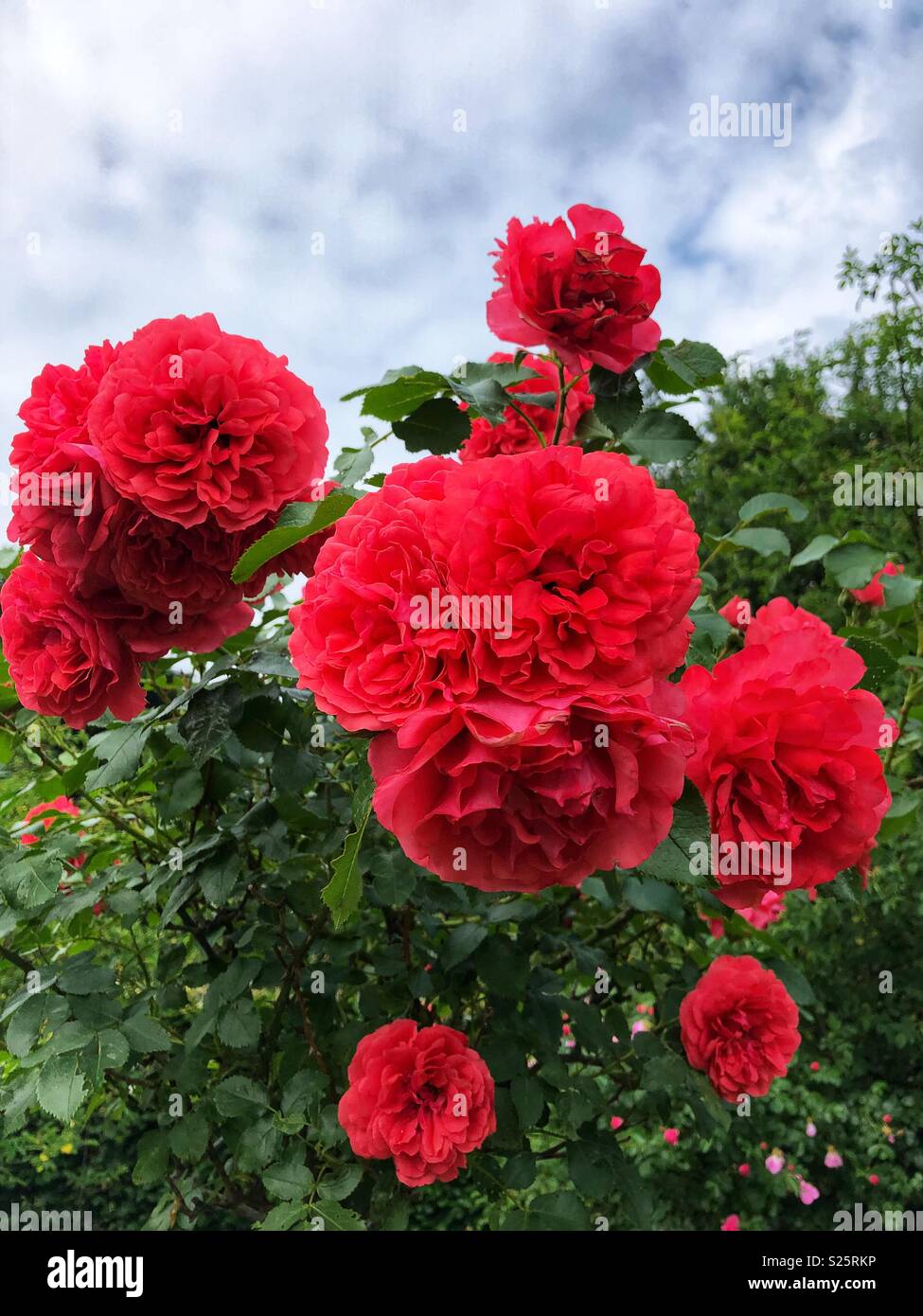 Red rose garden Stock Photo - Alamy