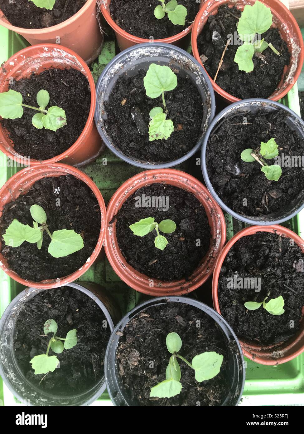 Cucamelon hi-res stock photography and images - Alamy