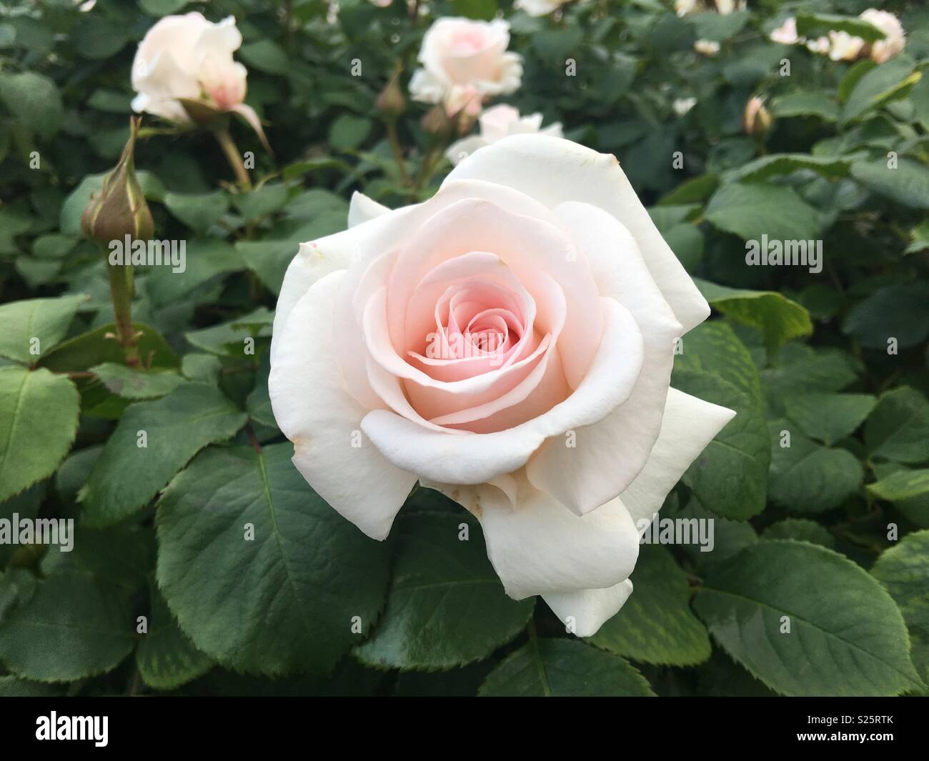White rose roses hi-res stock photography and images - Alamy