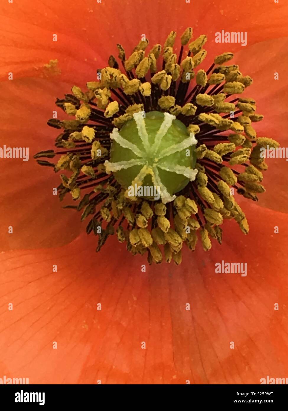 Centre petals hi-res stock photography and images - Alamy
