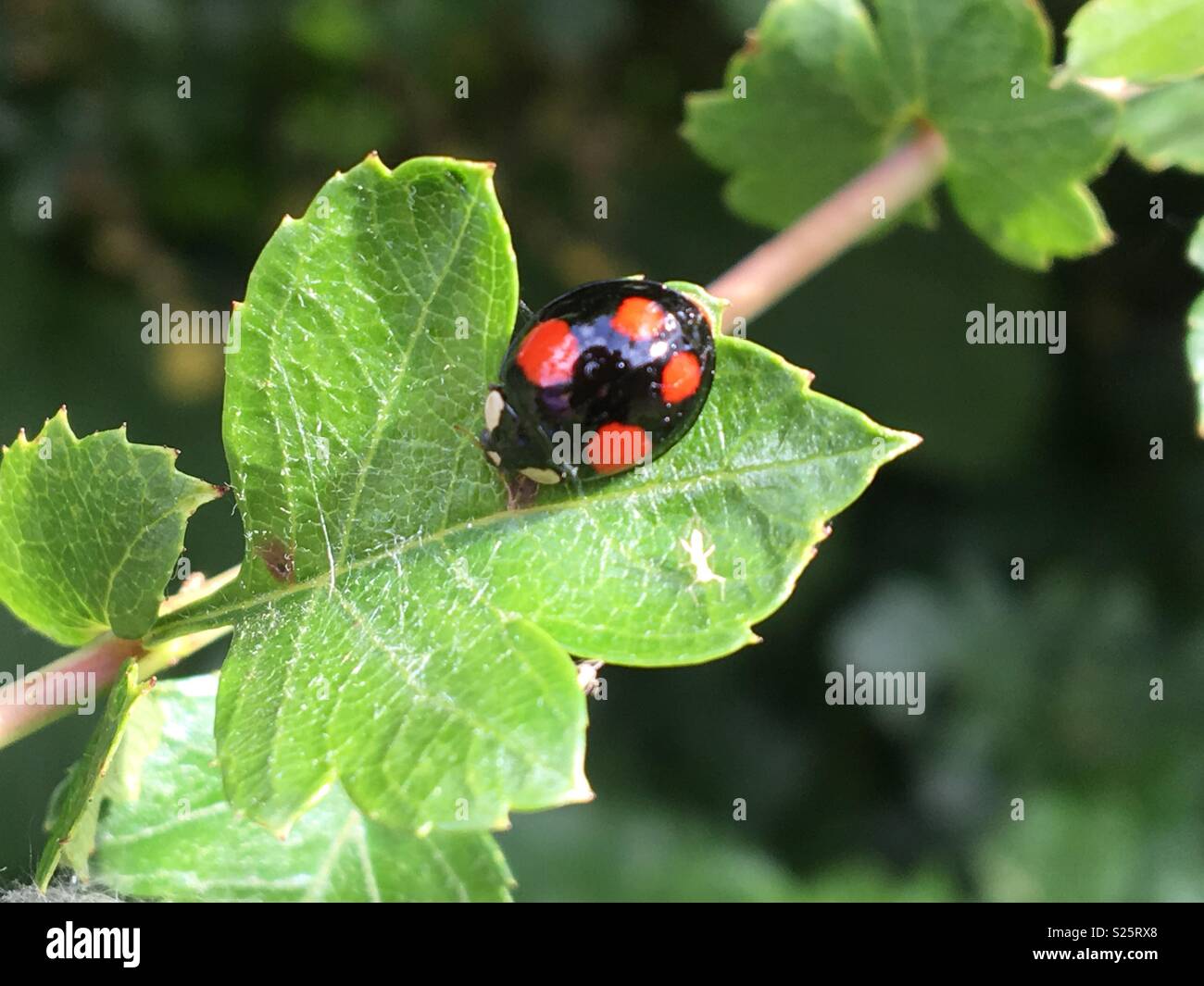 Red ladybird black spots hi-res stock photography and images - Alamy