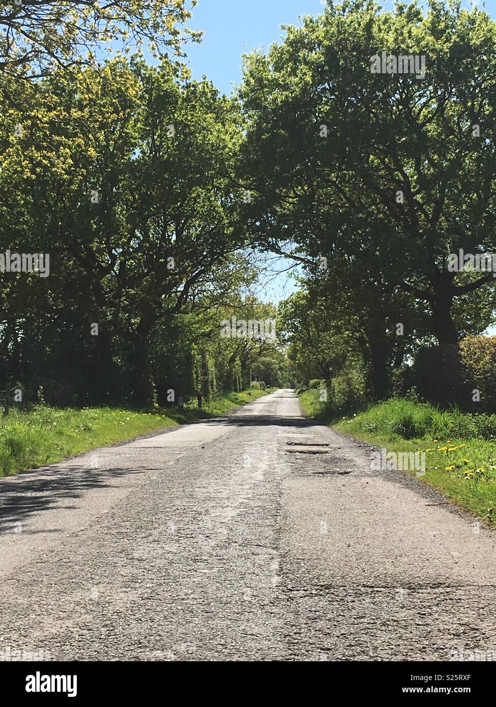 Spring,trees, sky, sun, street Stock Photo - Alamy