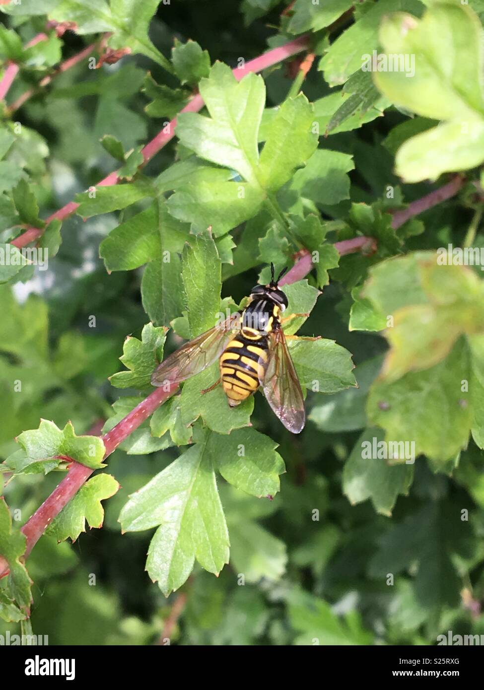 Insect with yellow stripes hi-res stock photography and images - Alamy