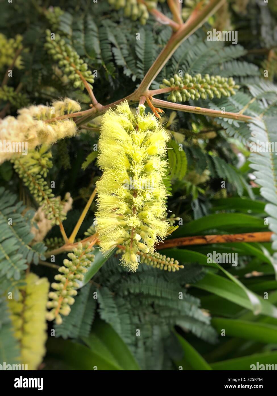 Wattle flower hi-res stock photography and images - Alamy