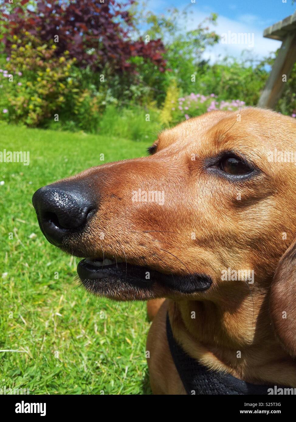 Dachshund face hi-res stock photography and images - Alamy