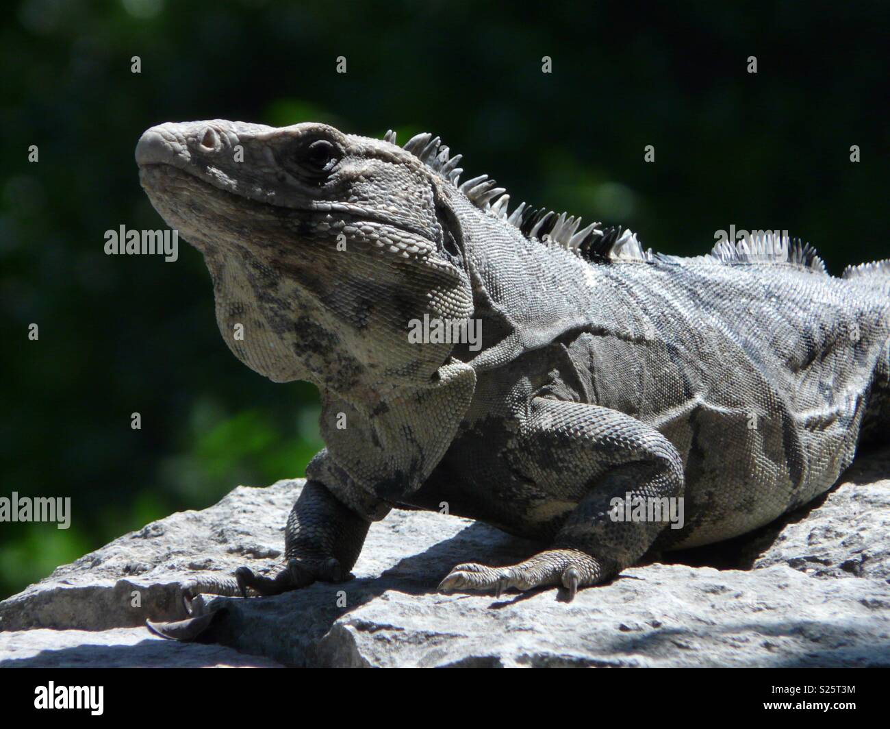 Lizard on rock hi-res stock photography and images - Alamy