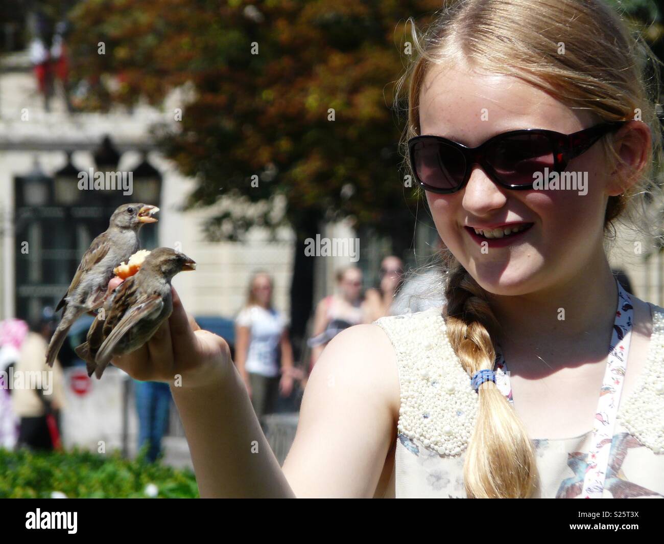 Feeding sparrows hi-res stock photography and images - Alamy