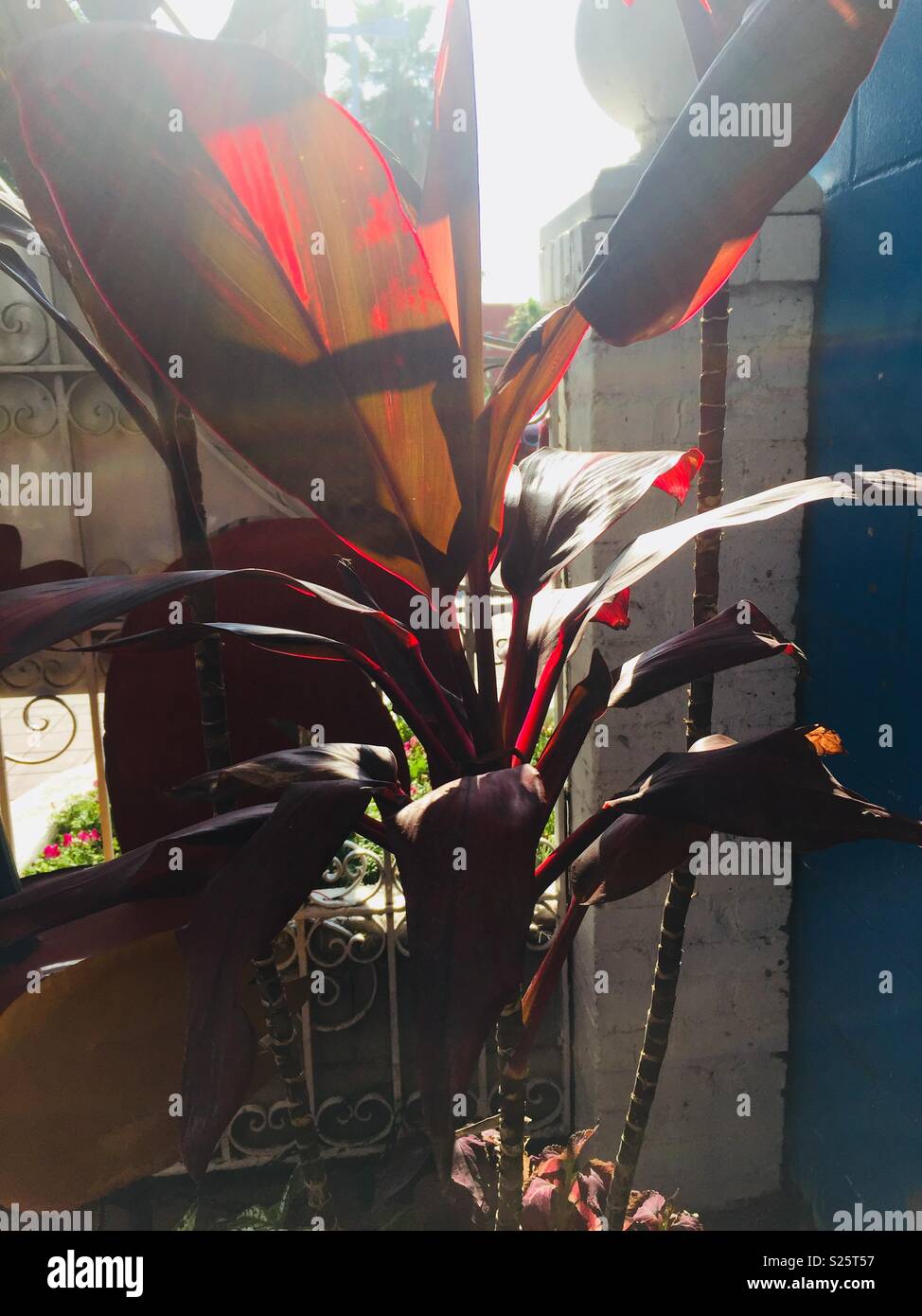 See through plant hi-res stock photography and images - Alamy