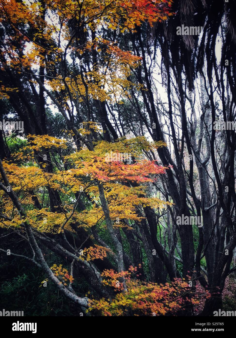 Autumn leaves of Japanese maple Stock Photo - Alamy