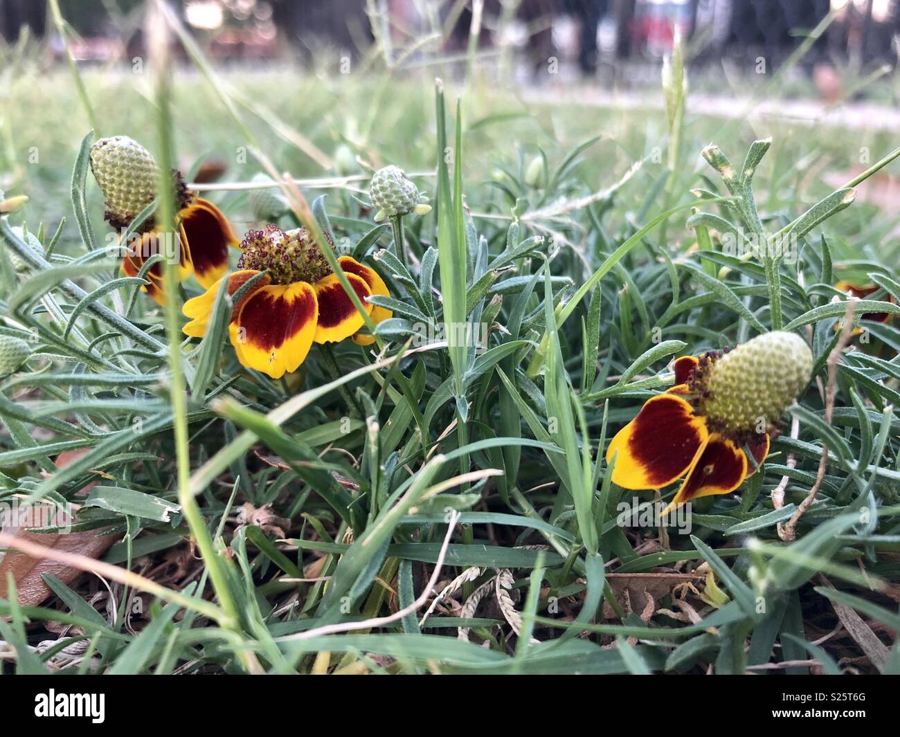 Colorful weeds hi-res stock photography and images - Alamy