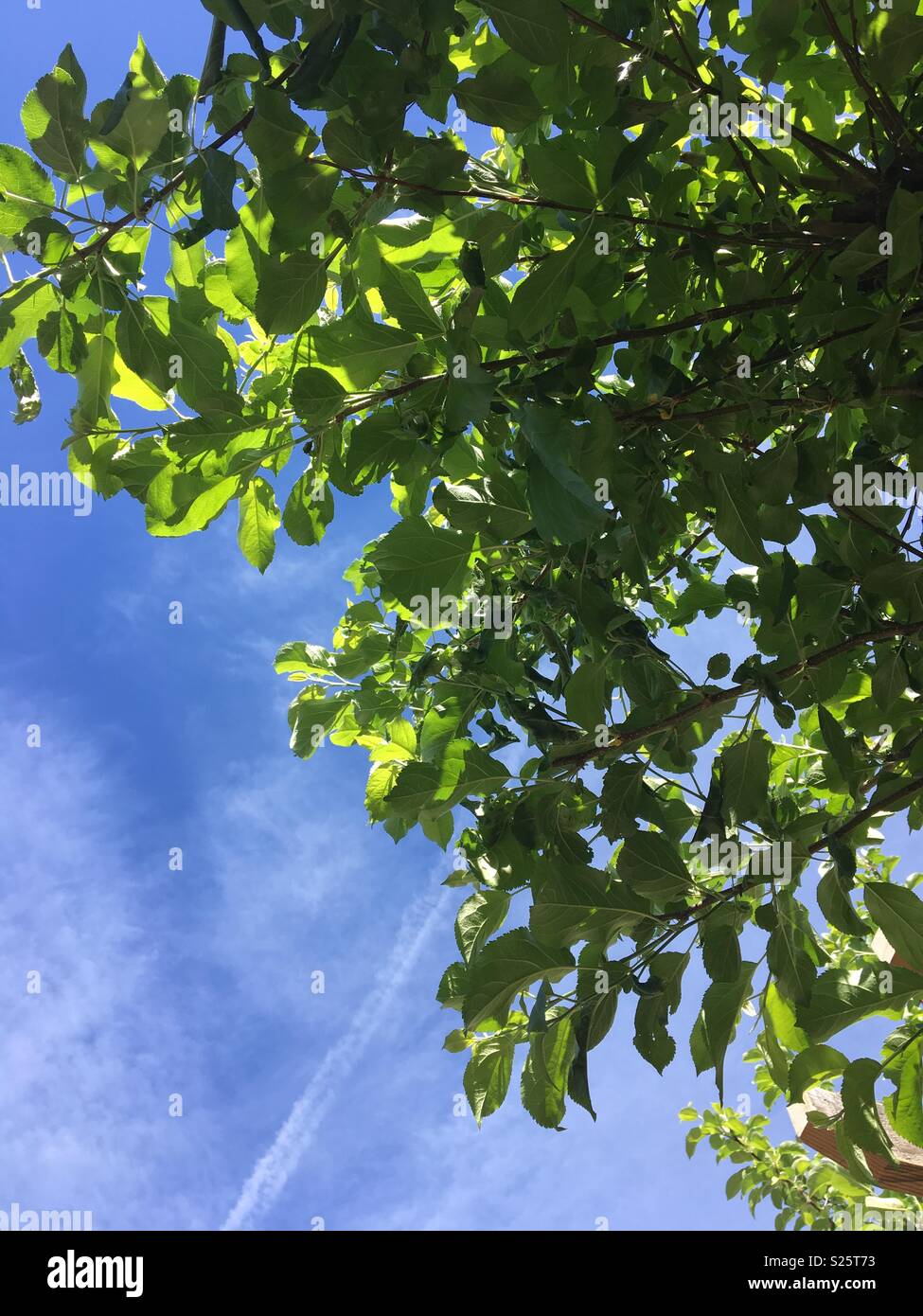 Leaves under tree hi-res stock photography and images - Alamy