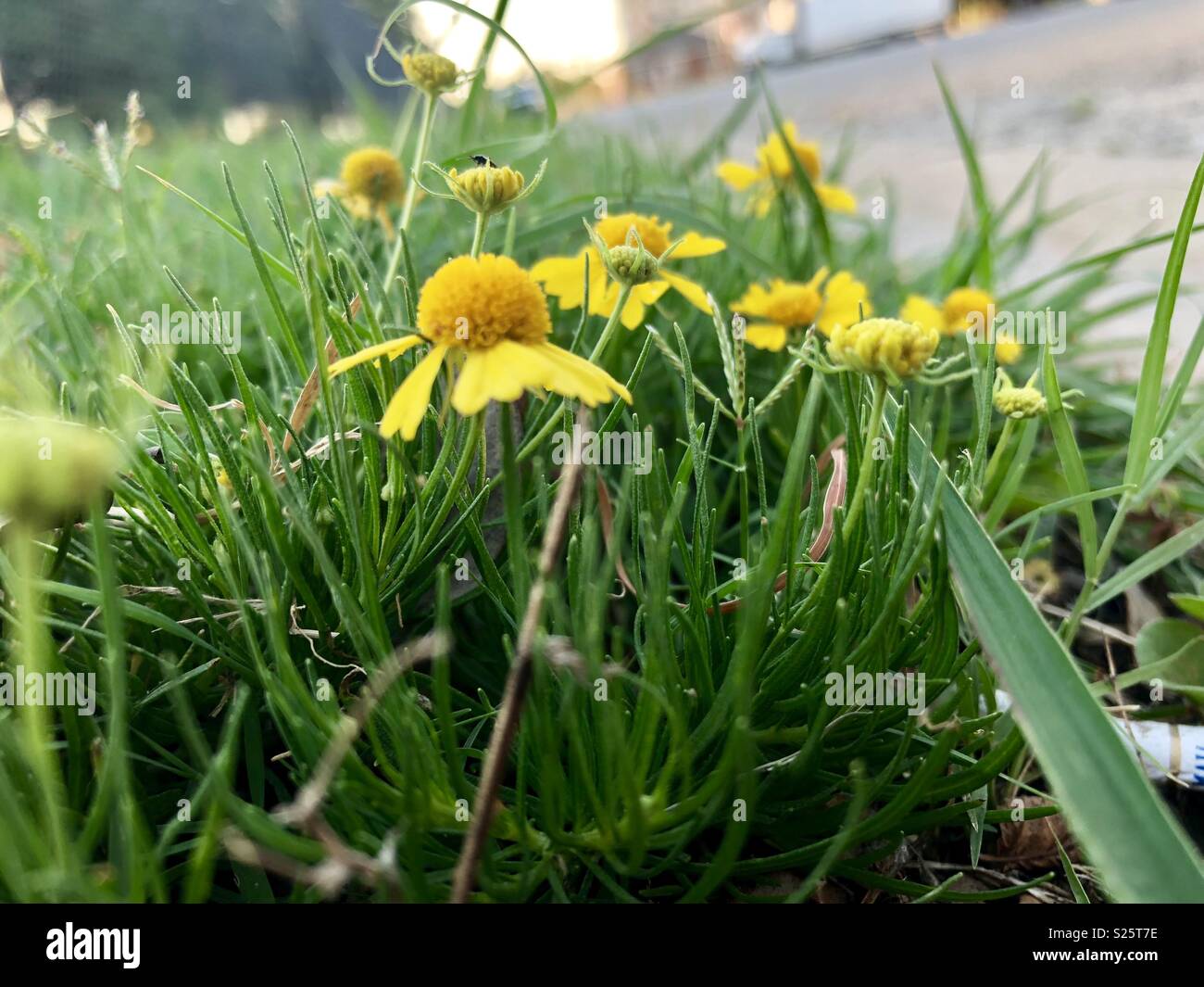 Little Yellow Friends Stock Photo - Alamy