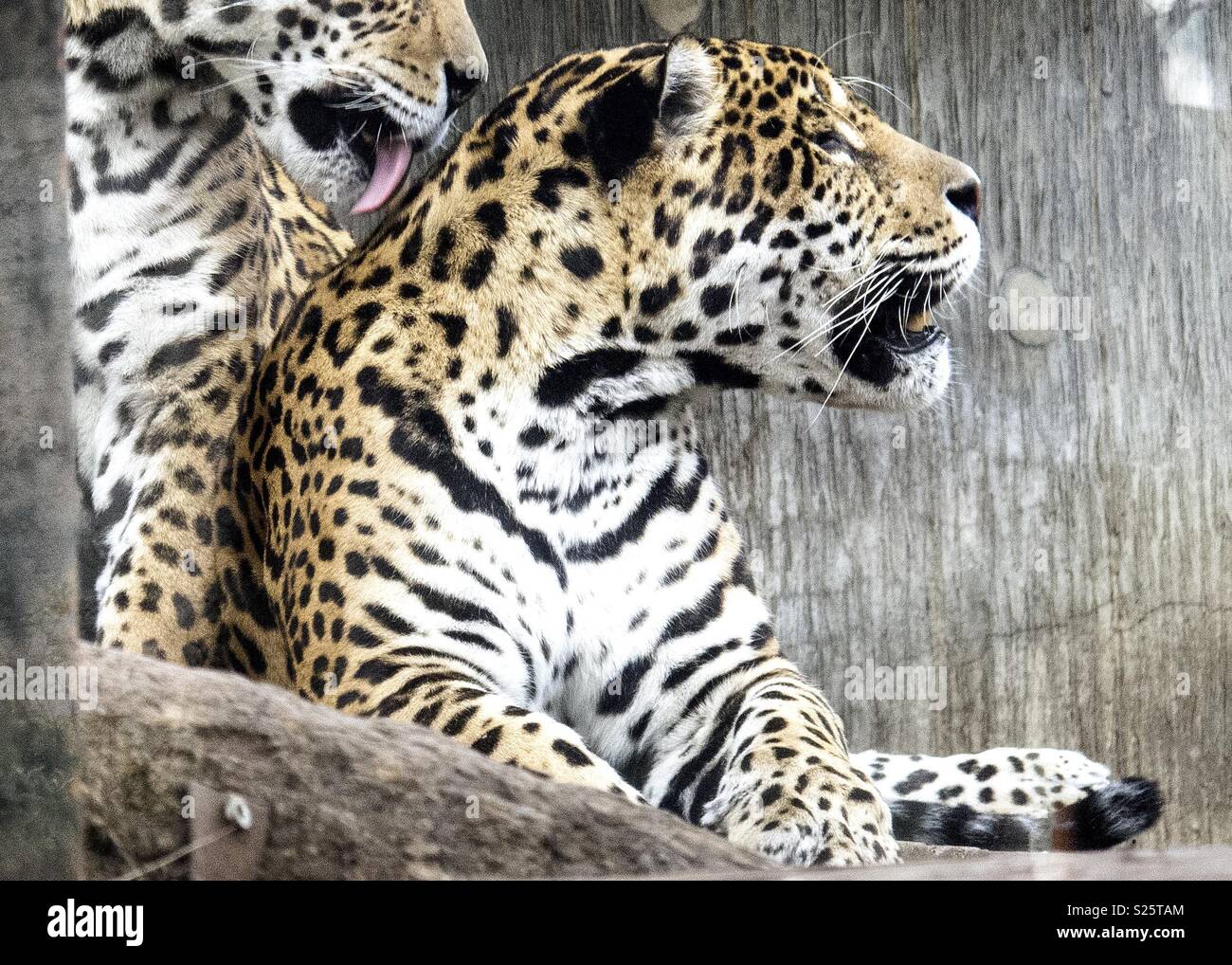 Leopard couple hi-res stock photography and images - Alamy