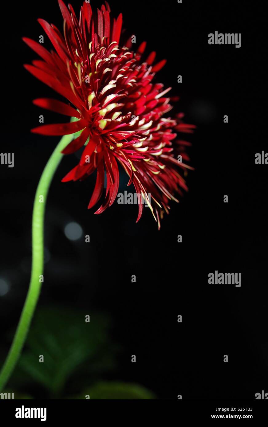 Outstanding flower hi-res stock photography and images - Alamy