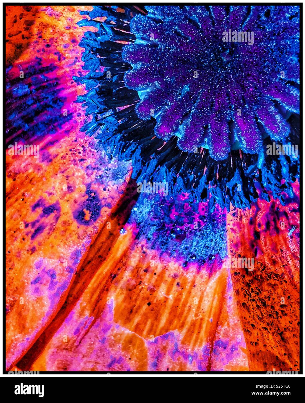 Poppy head seeds detail hi-res stock photography and images - Alamy