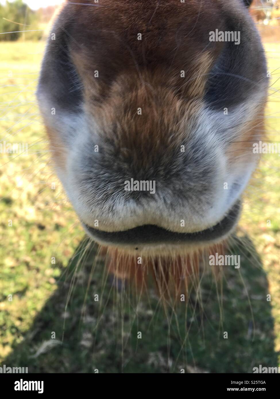 Pony nose hi-res stock photography and images - Alamy