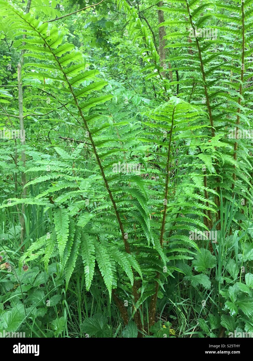 Forest ferns growing in Scottish woodland Stock Photo - Alamy