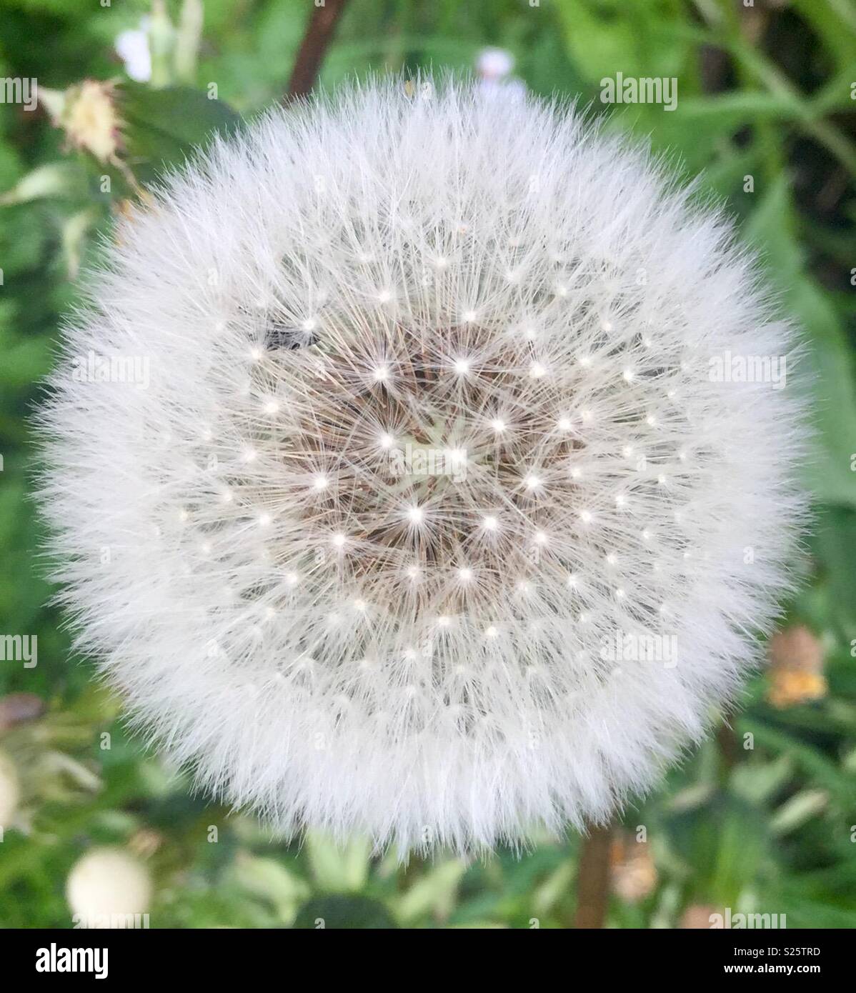 Dandelion head hi-res stock photography and images - Alamy