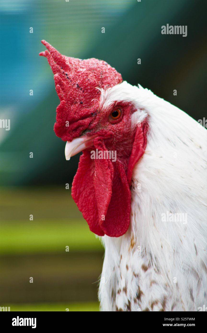White cockerel hi-res stock photography and images - Alamy