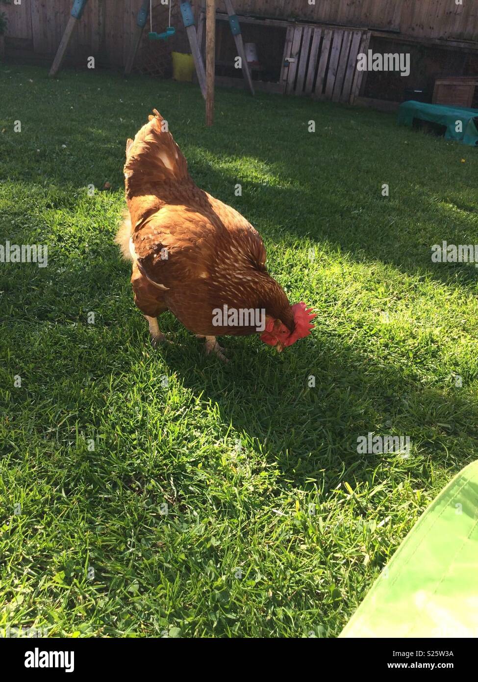 Chicken pecking hi-res stock photography and images - Alamy