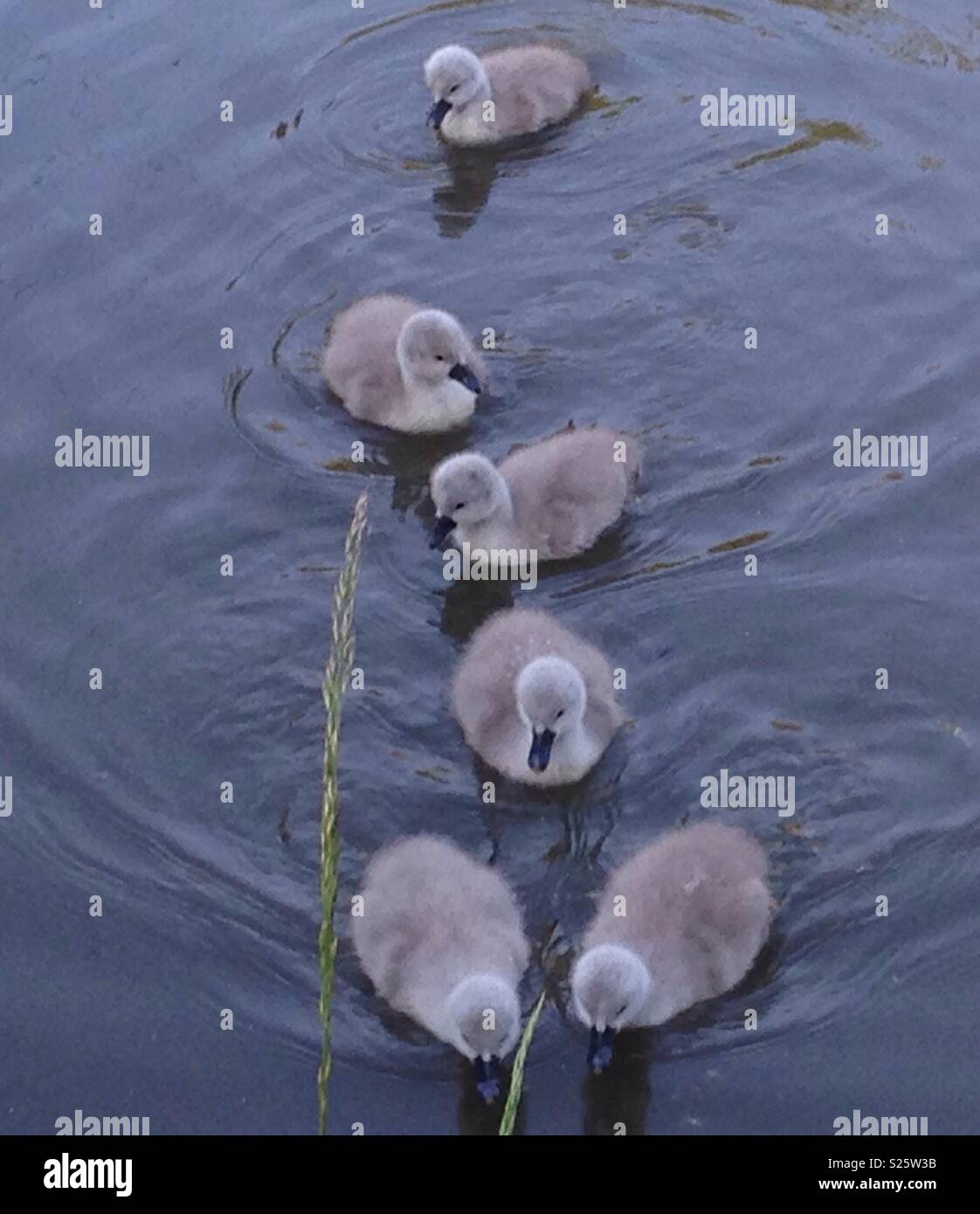 Six fluffy cygnets Stock Photo - Alamy