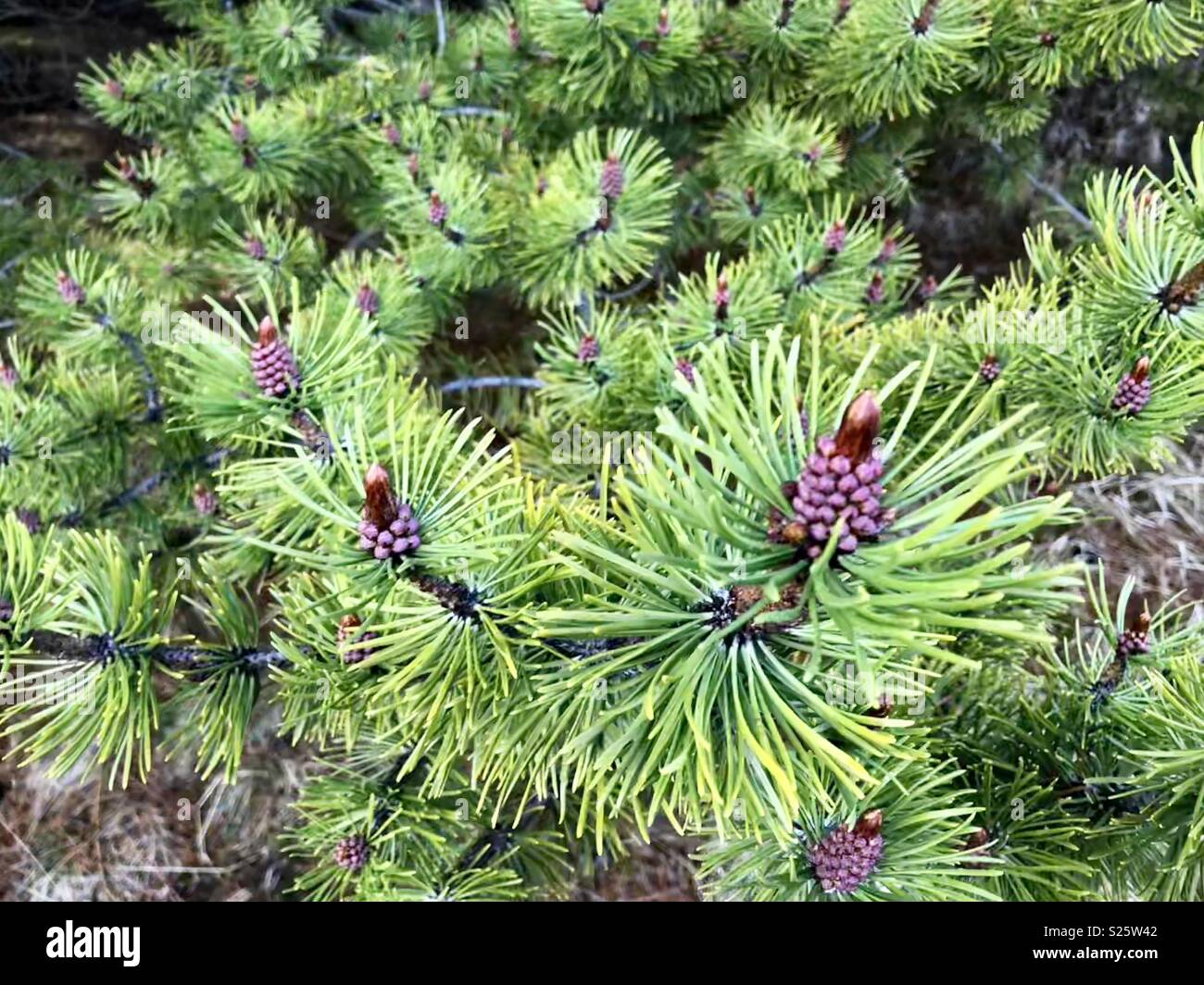 Bearing seeds hi-res stock photography and images - Alamy